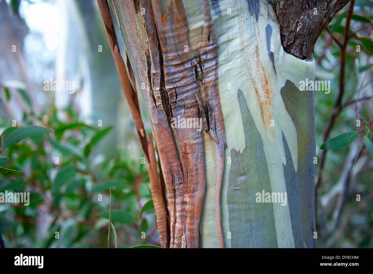 Karri tree hi-res stock photography and images - Alamy