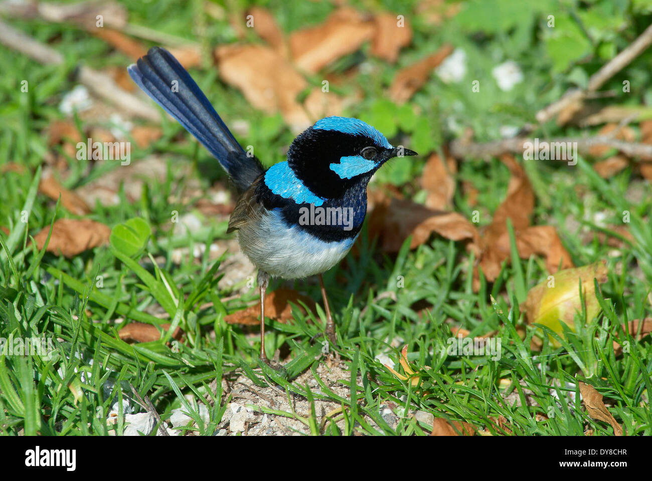 Australia, Fairy Wren, animal, Victoria, birds, Wilsons Promontory ...