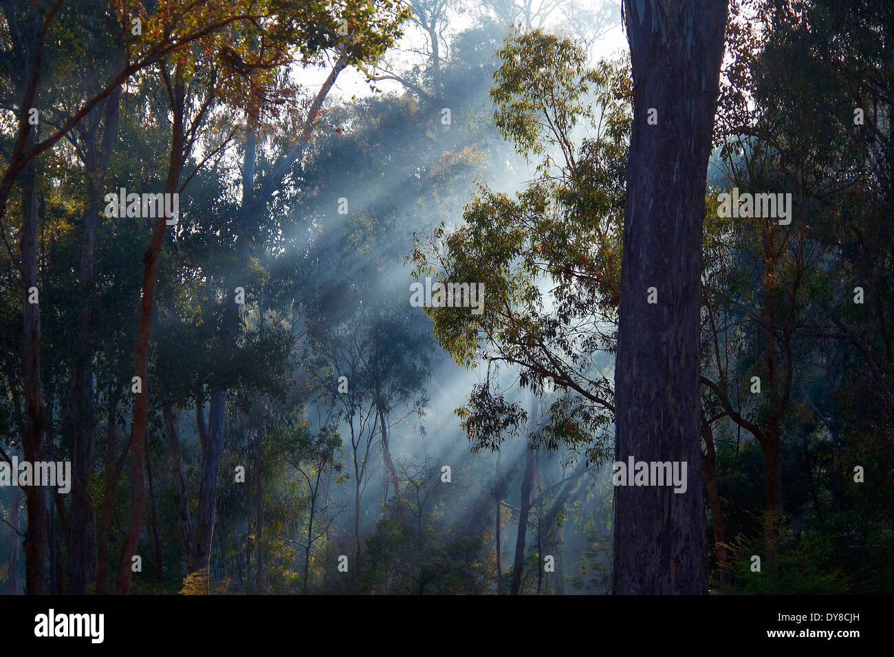 Australia victoria eucalyptus trees hi-res stock photography and images ...