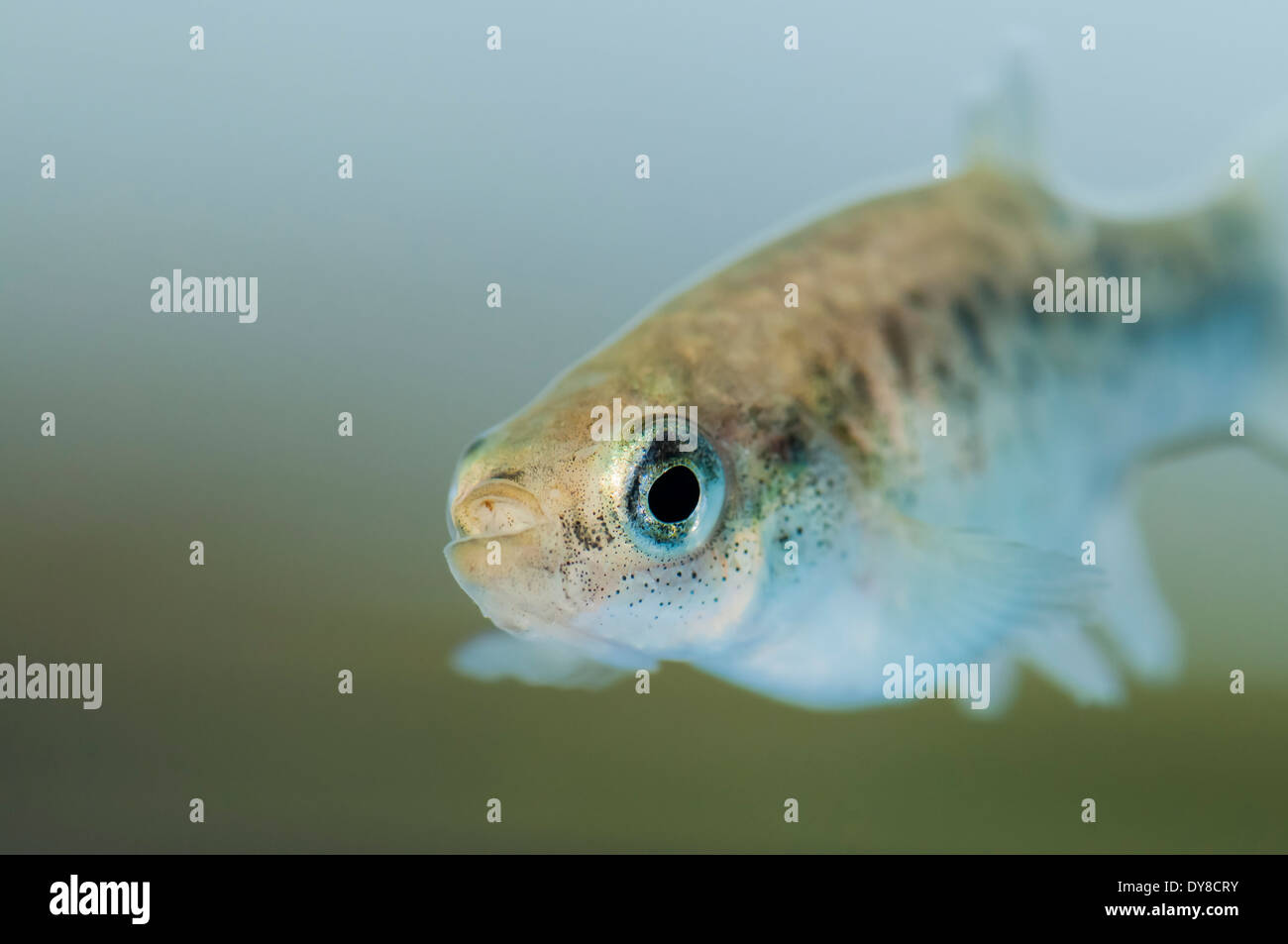 Female of Aphanius iberus, a mosquito larvivorous fish species ...