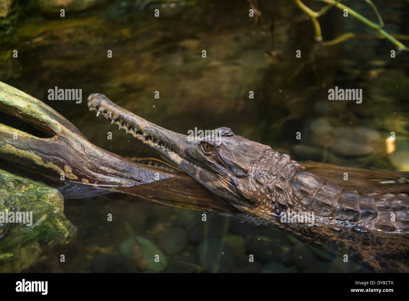 tomistoma, tomistoma schlegelii, false gahrial, crocodile, reptile ...