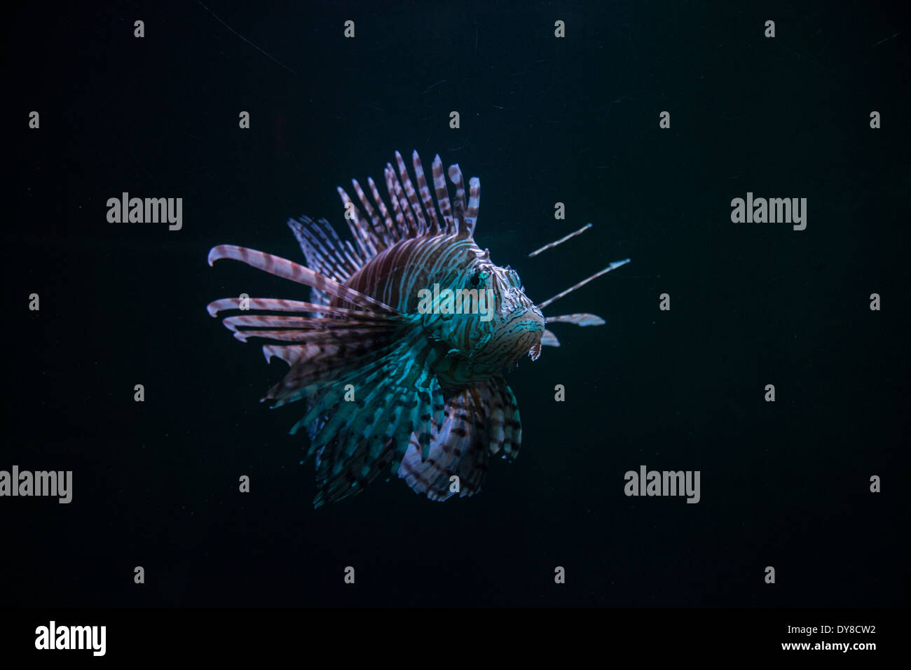 lion fish, fish, blue, animal, pterois, coloration Stock Photo - Alamy