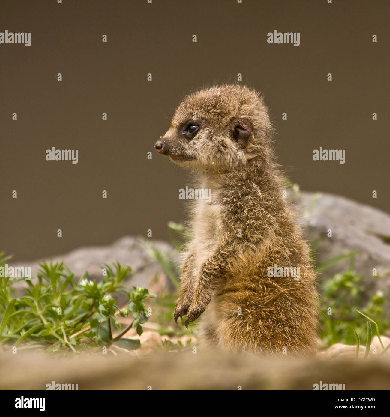 Meerkat baby hi-res stock photography and images - Alamy