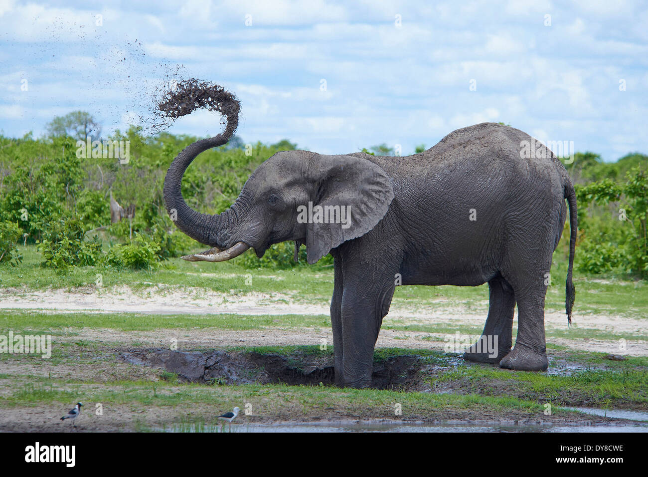 Botswana, Africa, elephant, Savuti, animal, trunks, splash Stock Photo ...