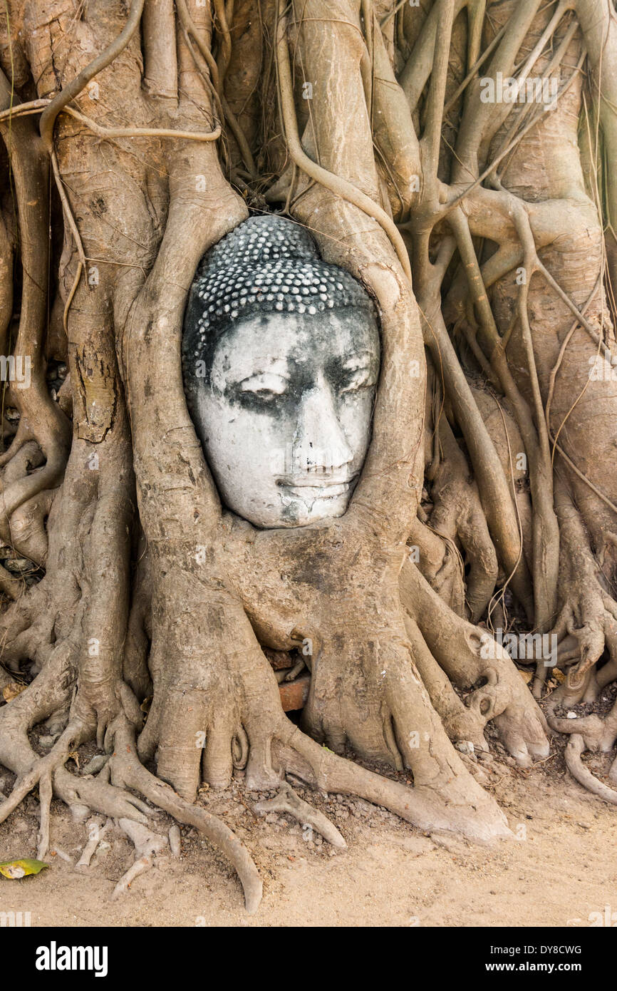 Wat Mahathat Buddha head in tree, Ayutthaya Stock Photo - Alamy