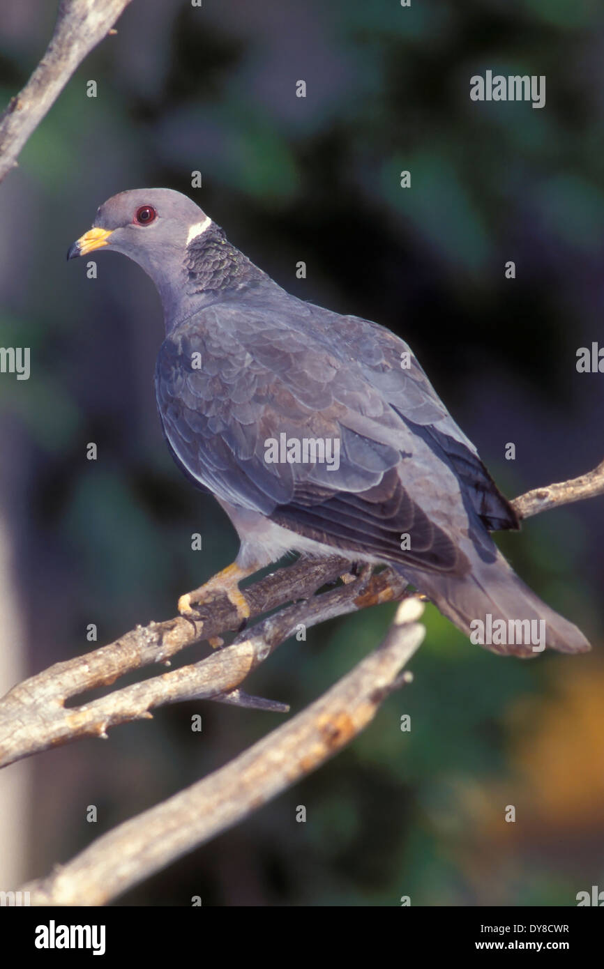 Band Tailed Pigeons High Resolution Stock Photography and Images - Alamy