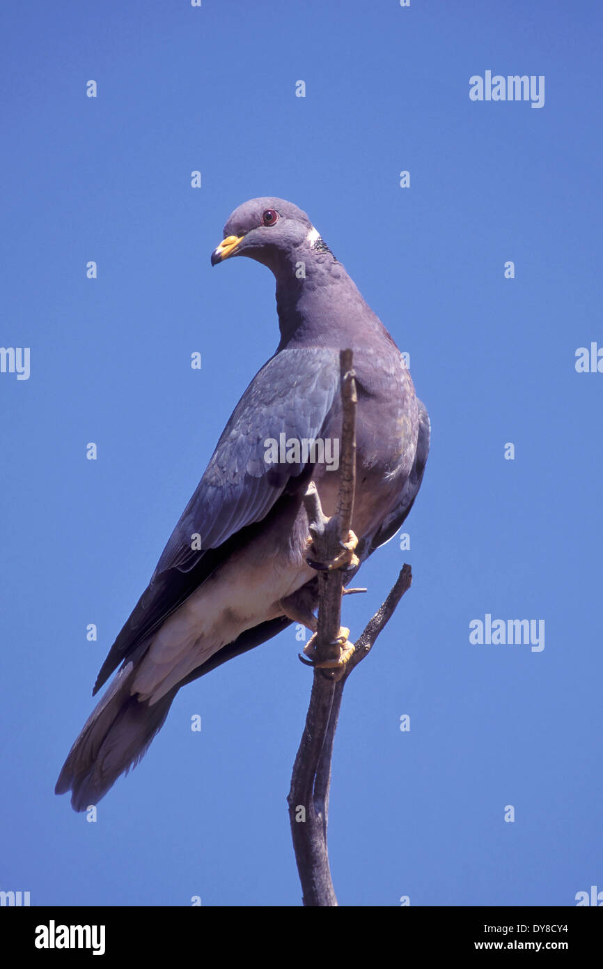 Band Tailed Pigeons High Resolution Stock Photography and Images - Alamy