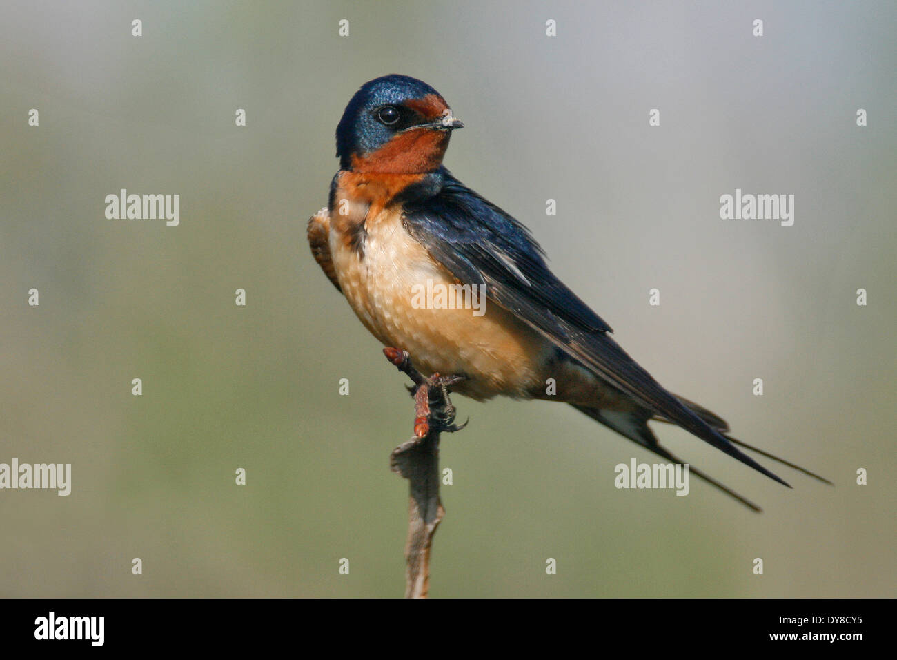 Barn Swallow - Hirundo rustica - Adult male Stock Photo - Alamy