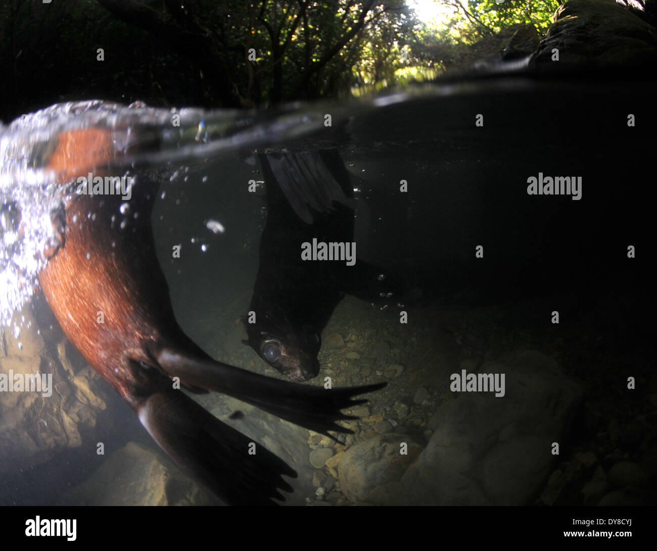 Split image of New Zealand fur seal pups, Arctocephalus forsteri, in ...