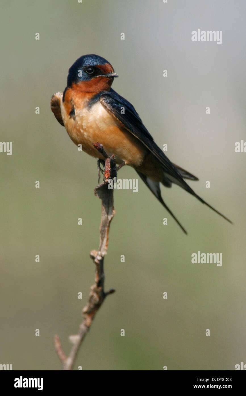 Barn Swallow - Hirundo rustica - Adult male Stock Photo - Alamy