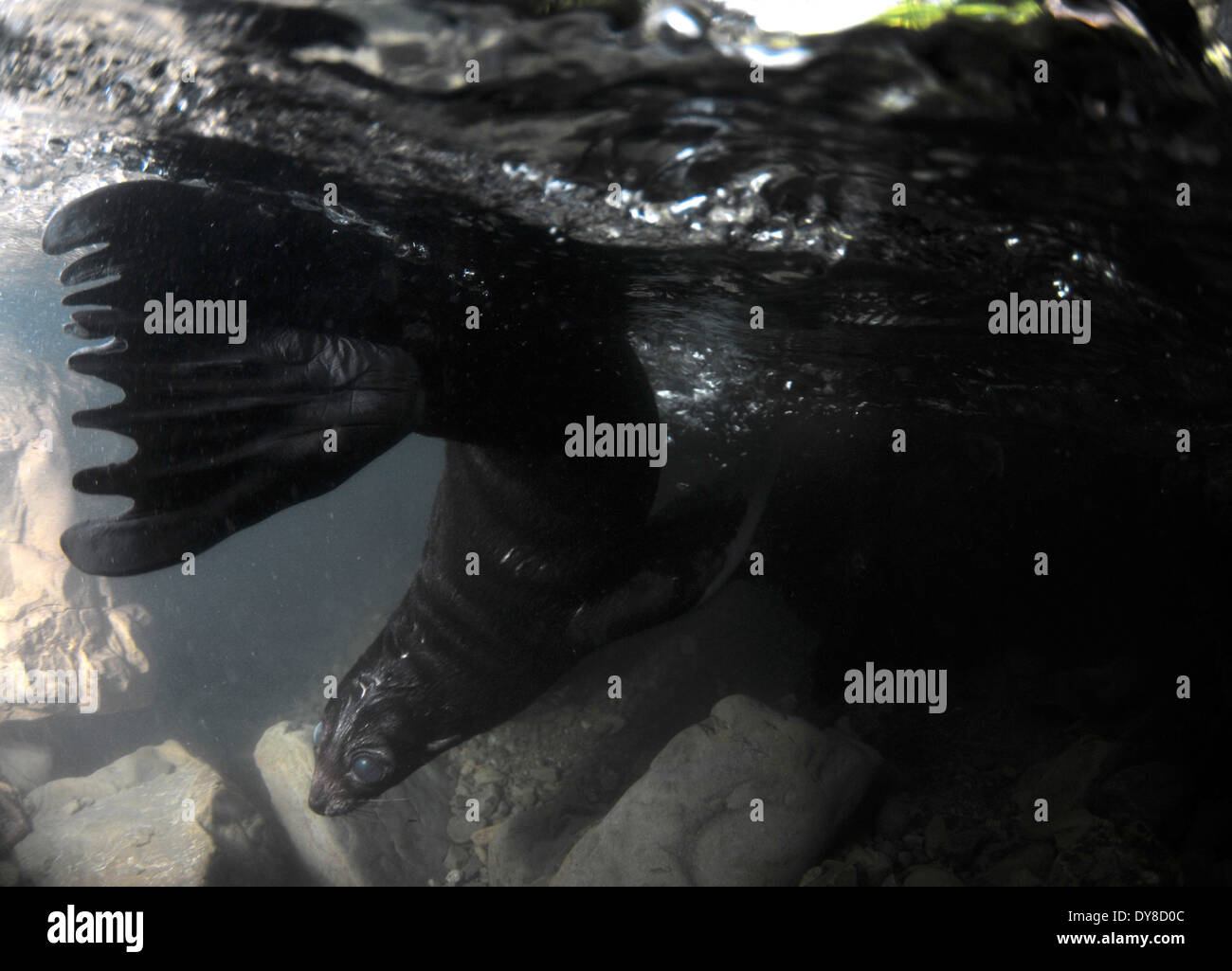 Split image of New Zealand fur seal pup, Arctocephalus forsteri, in ...