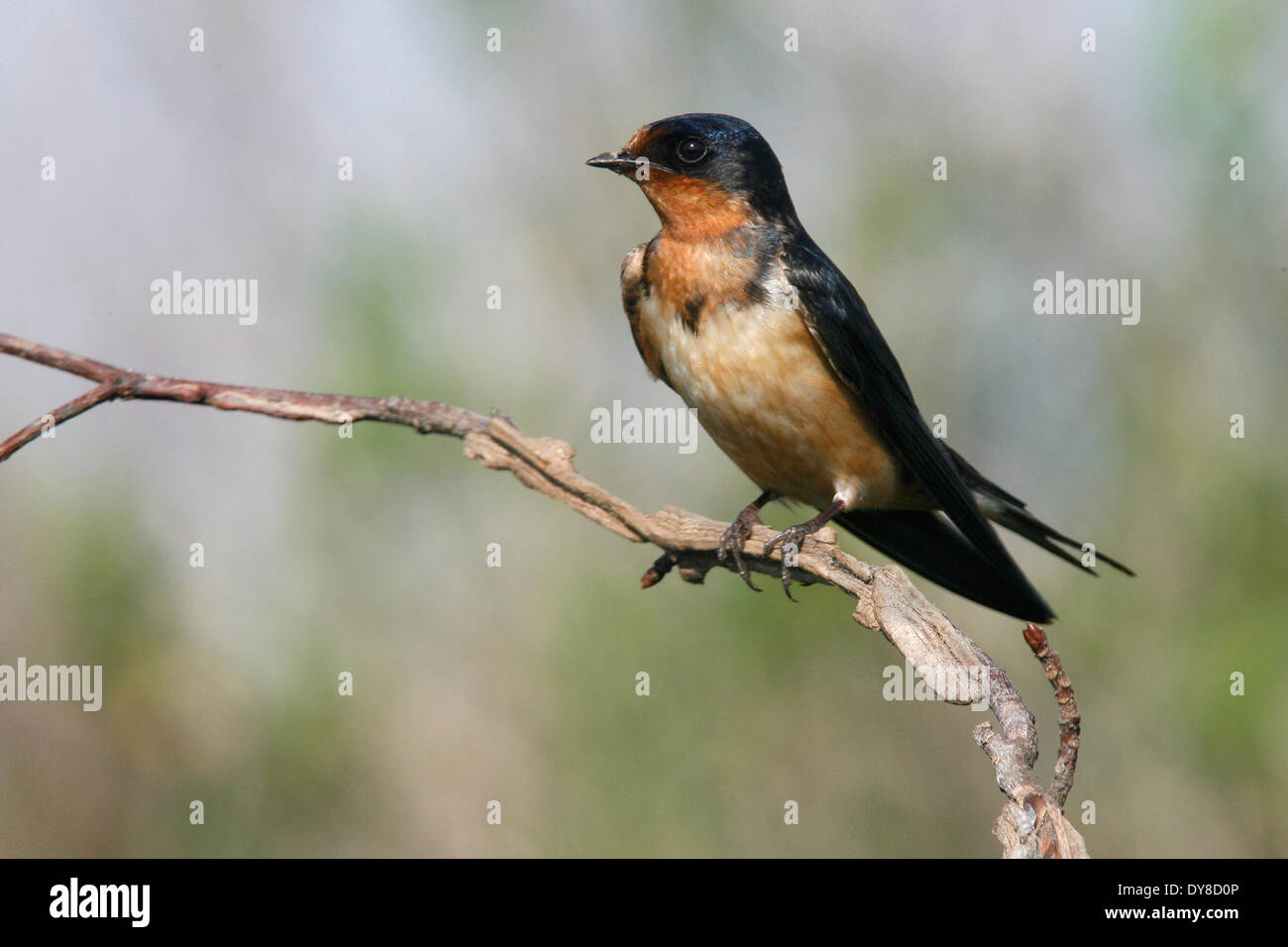 Barn Swallow - Hirundo rustica - Adult female Stock Photo - Alamy