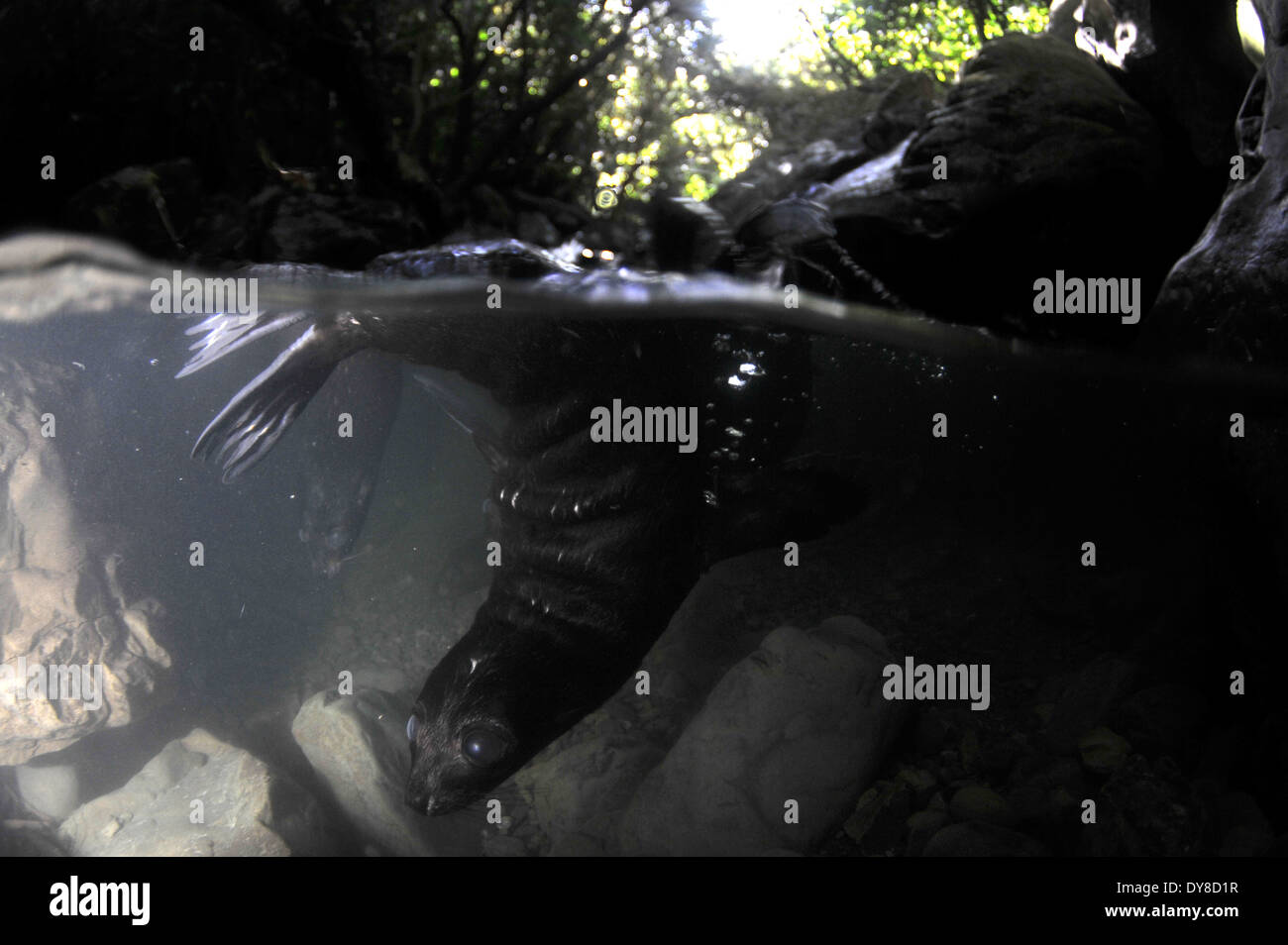 Split image of New Zealand fur seal pup, Arctocephalus forsteri, in ...