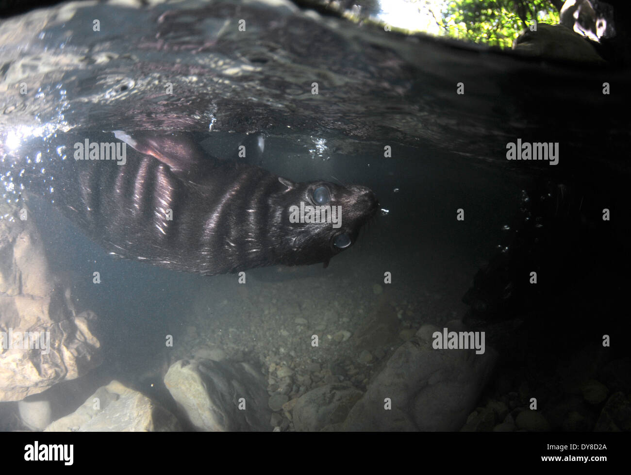 Split image of New Zealand fur seal pups, Arctocephalus forsteri, in ...