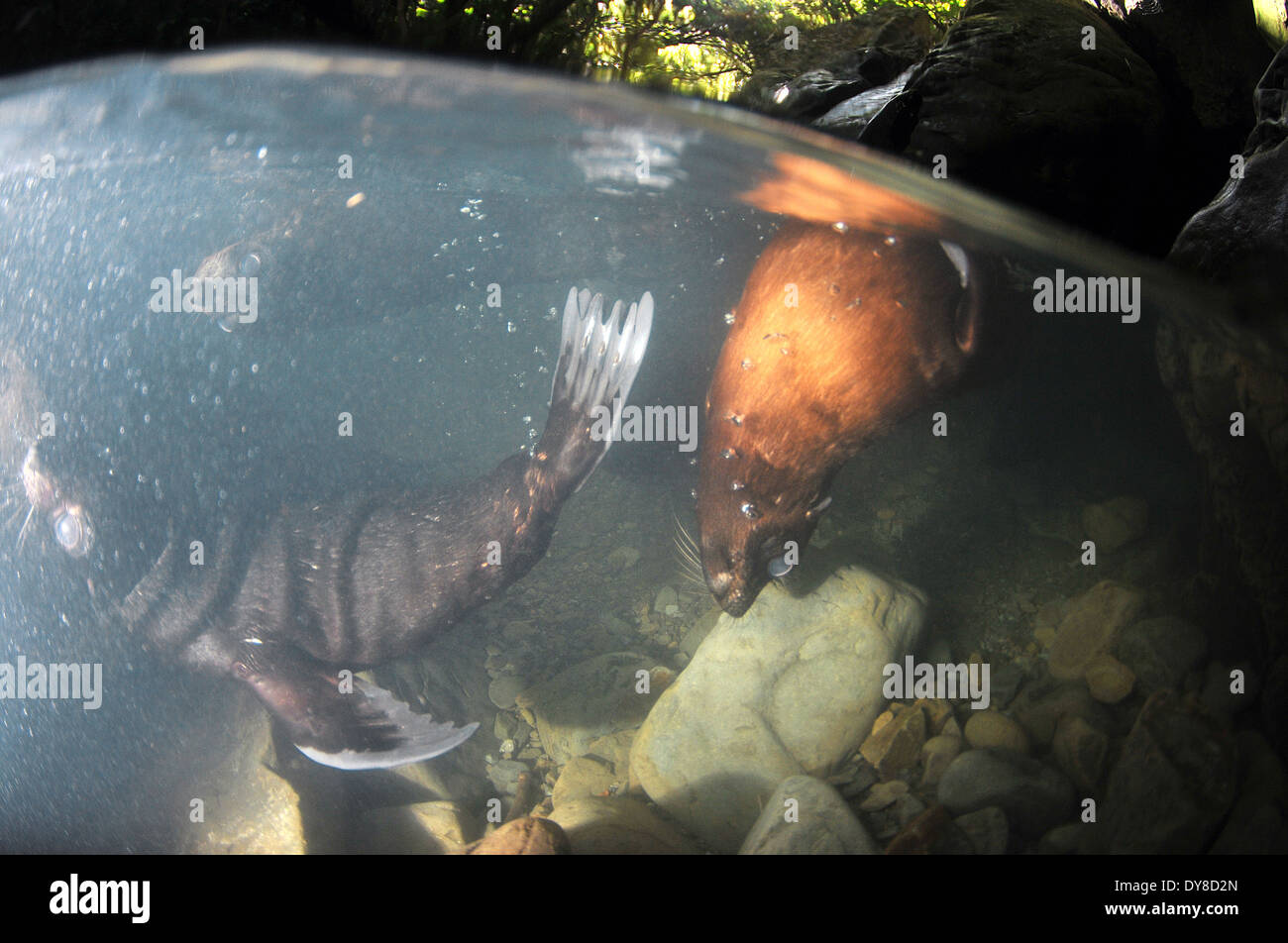 Split image of New Zealand fur seal pups, Arctocephalus forsteri, in ...
