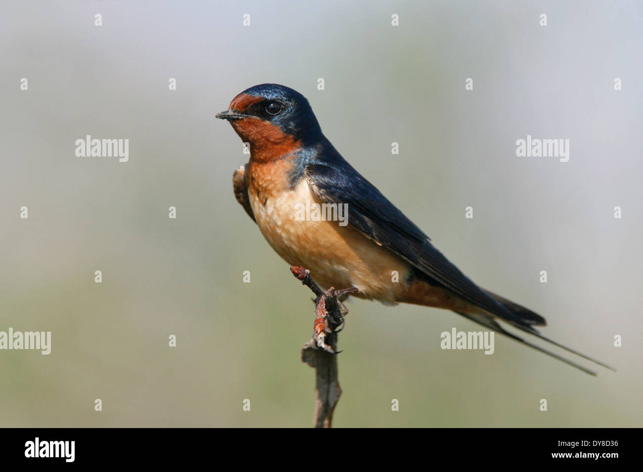 Male barn swallow hirundo hi-res stock photography and images - Alamy