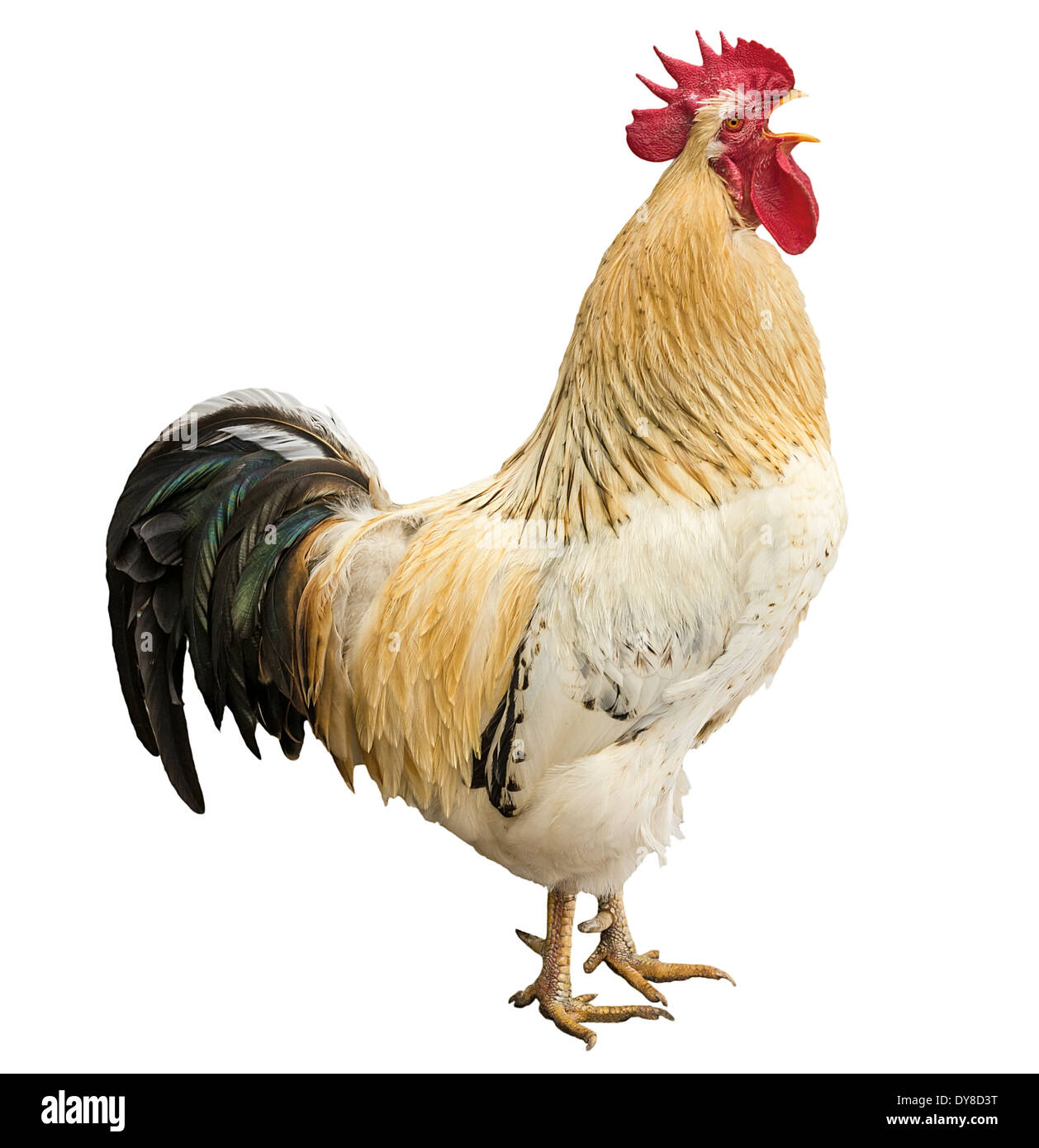 An adult rooster isolated on white background Stock Photo - Alamy