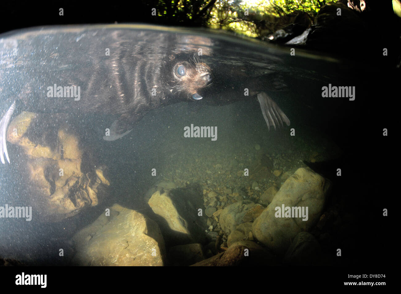 Split image of New Zealand fur seal pups, Arctocephalus forsteri, in ...