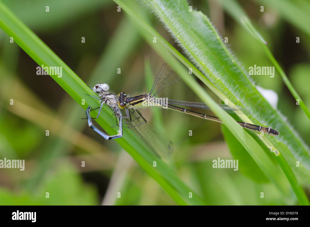 The Kill. A yellow Damselfly pounces on a blue one and kills it in a ...