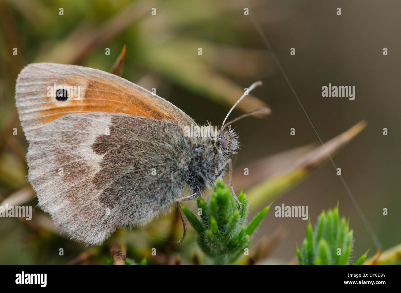 Hay meadows butterfly hi-res stock photography and images - Alamy