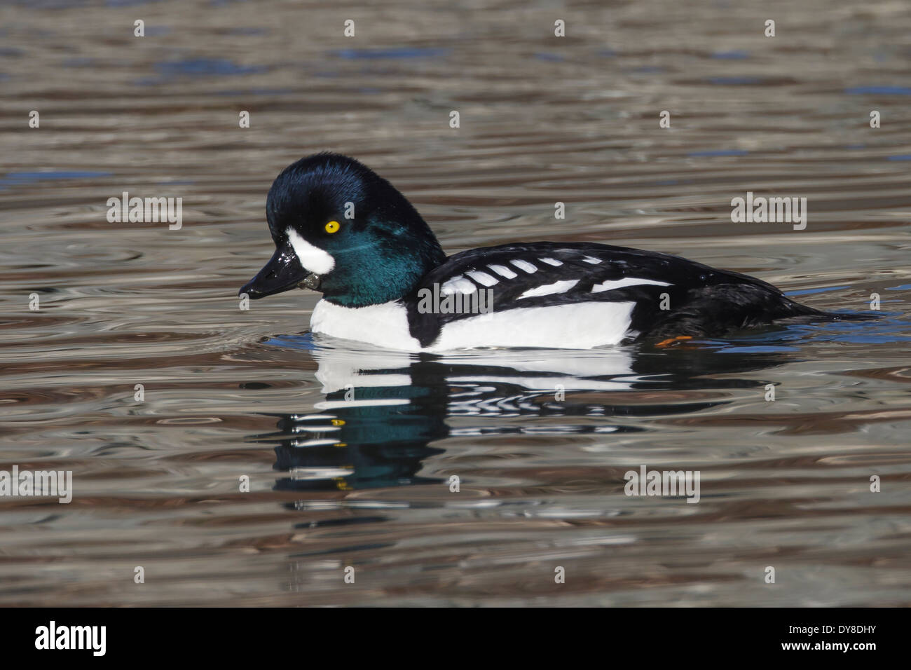 Barrow's Goldeneye - Bucephala islandica - Male Stock Photo - Alamy