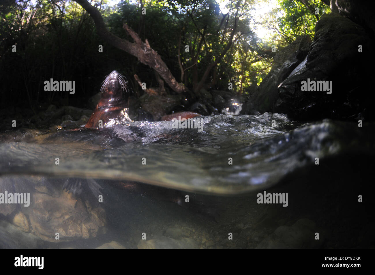 Split image of New Zealand fur seal pups, Arctocephalus forsteri, in ...