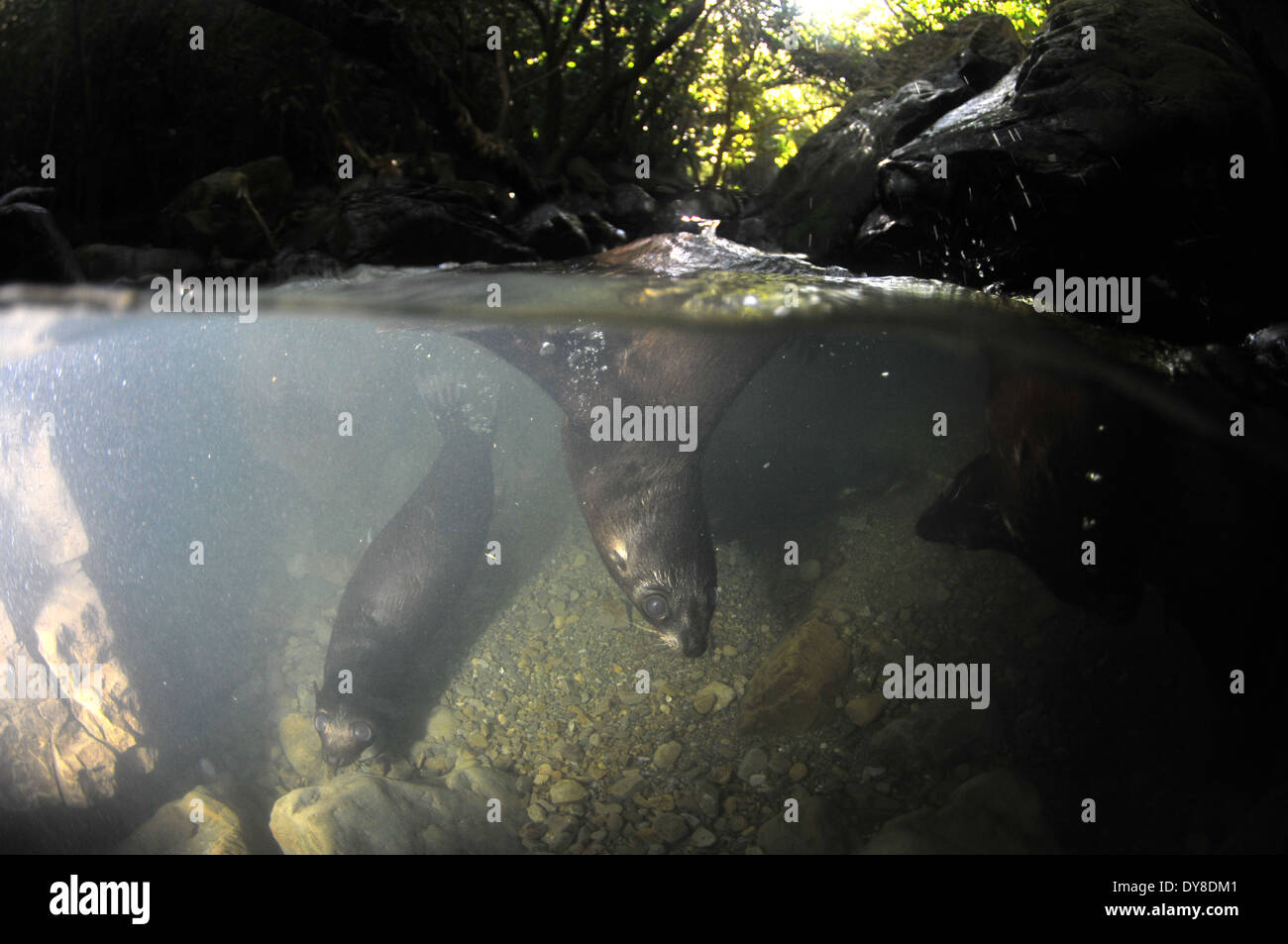 Split image of New Zealand fur seal pups, Arctocephalus forsteri, in ...
