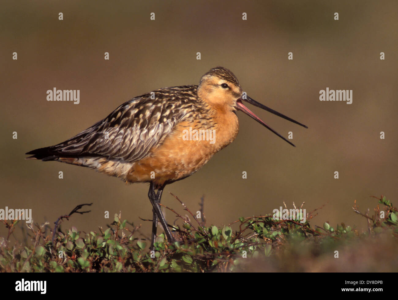 Bar-tailed Godwit Limosa lapponica Stock Photo - Alamy