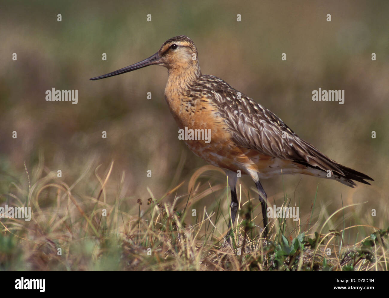 Bar-tailed Godwit Limosa lapponica Stock Photo - Alamy