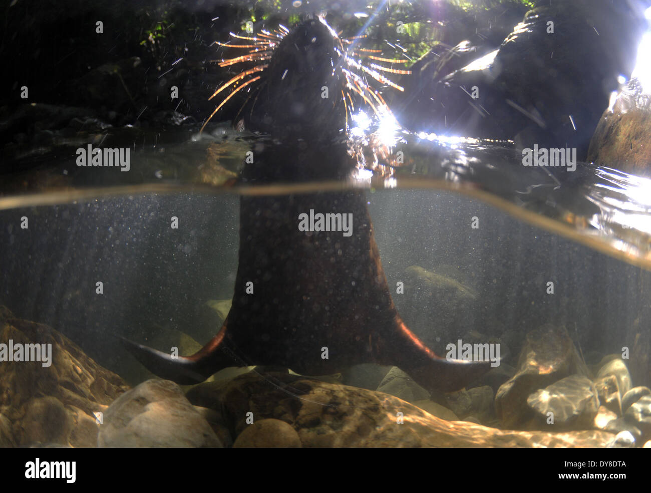 New zealand fur seal freshwater hi-res stock photography and images - Alamy