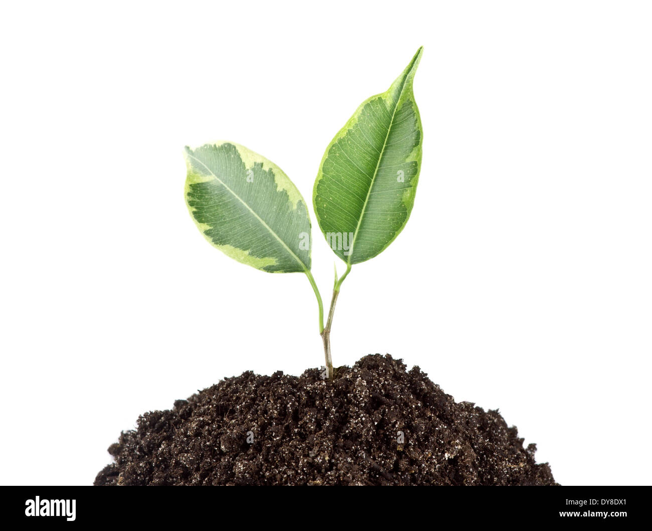 Young small green plant on white background Stock Photo - Alamy