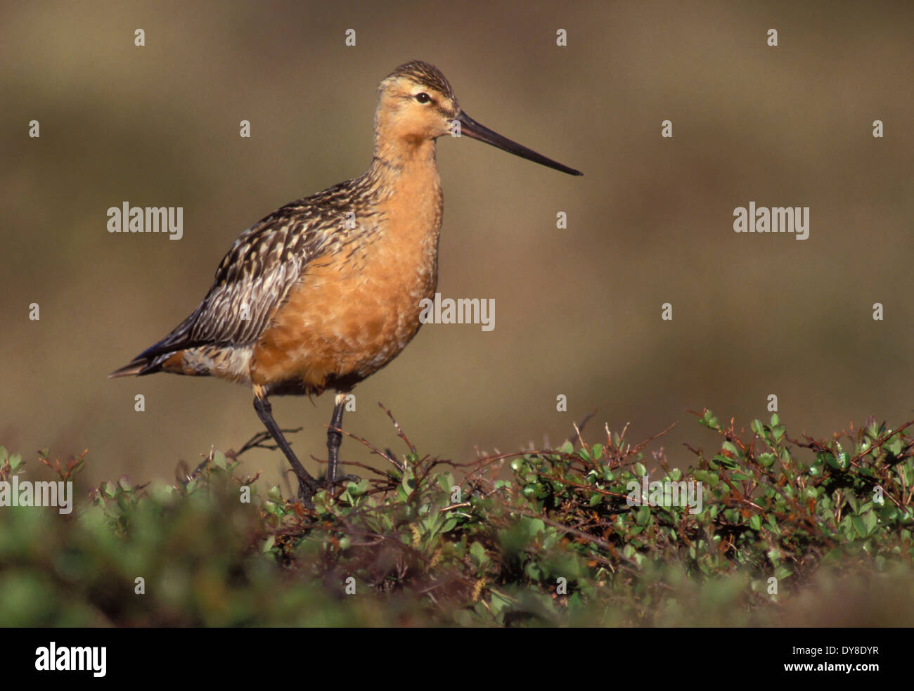 Bar-tailed Godwit Limosa lapponica Stock Photo - Alamy