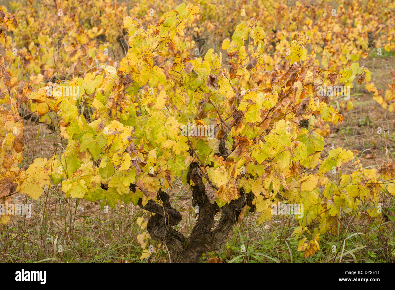 Plant of common grape-bearing vines, Vitis vinifera, in the wine ...