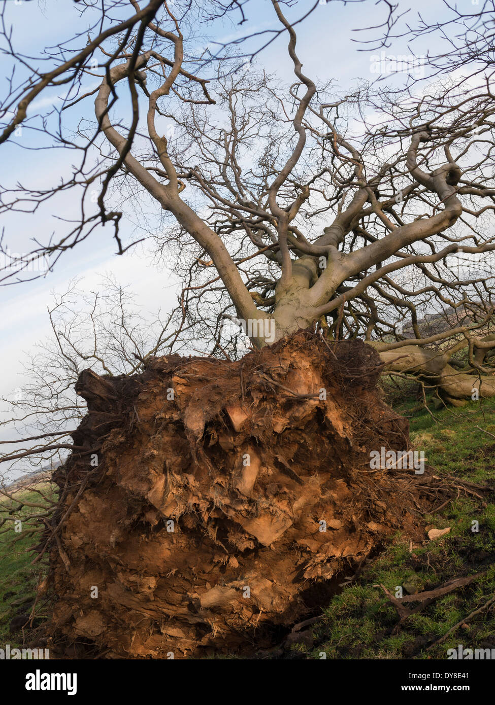 fallen tree after a storm Stock Photo - Alamy