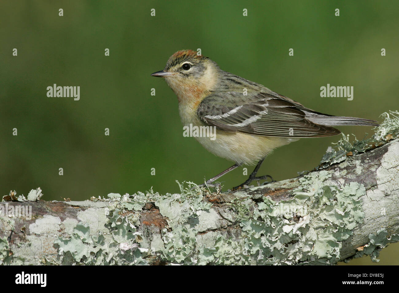 Bay-breasted Warbler - Setophaga castanea - Adult female breeding Stock ...