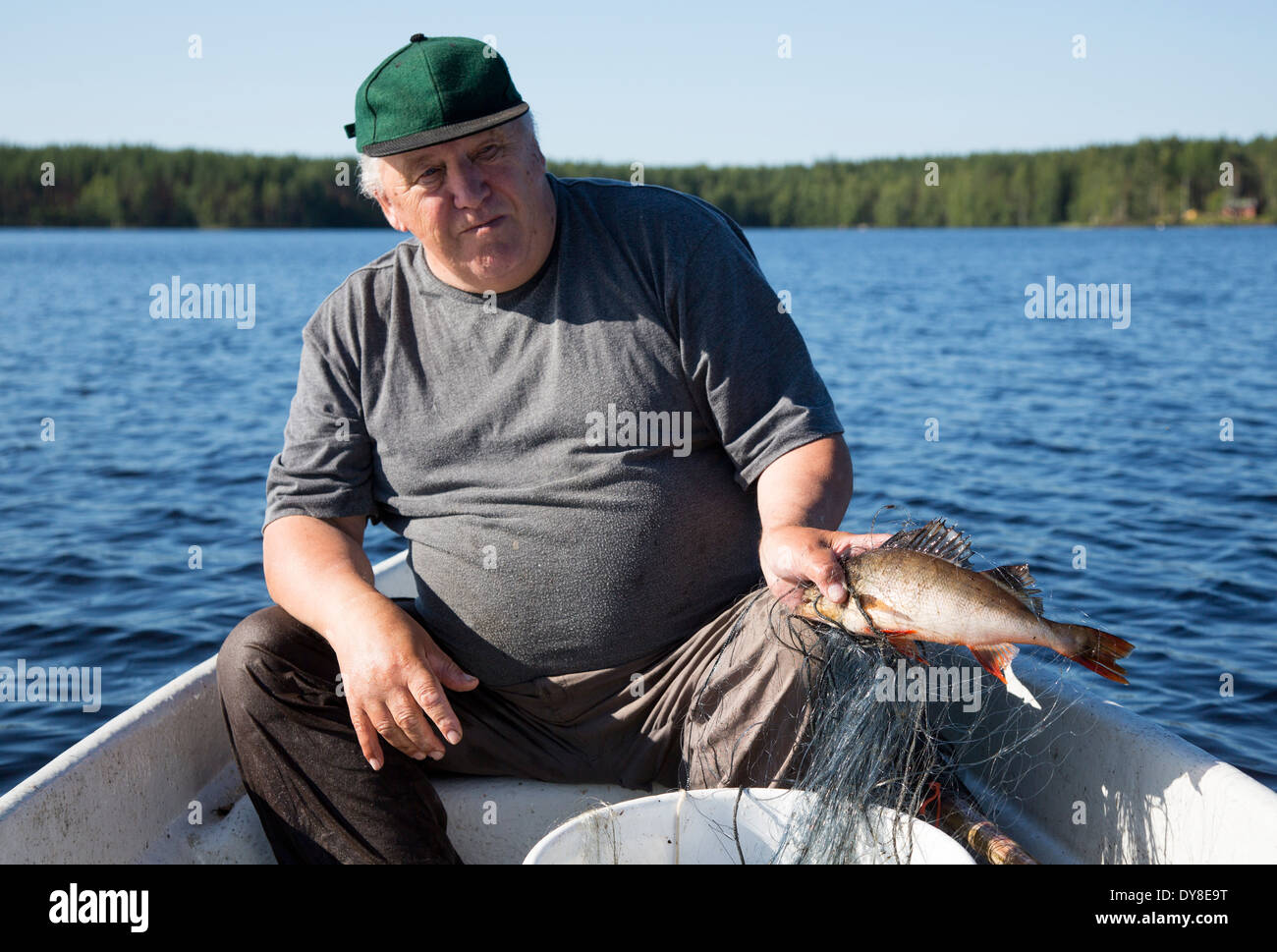 Elderly man holding an European freshwater perch ( perca fluviatilis ...