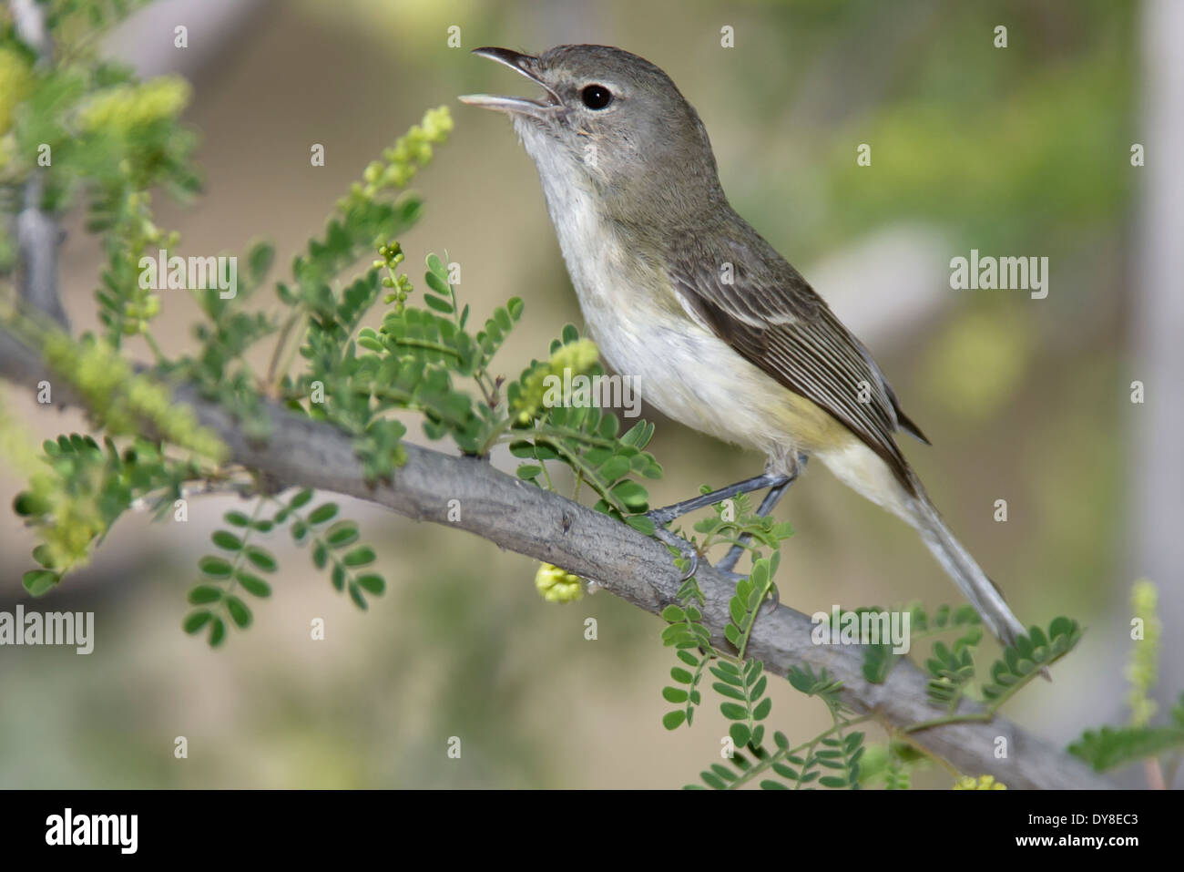 Bell's Vireo - Vireo bellii Stock Photo - Alamy