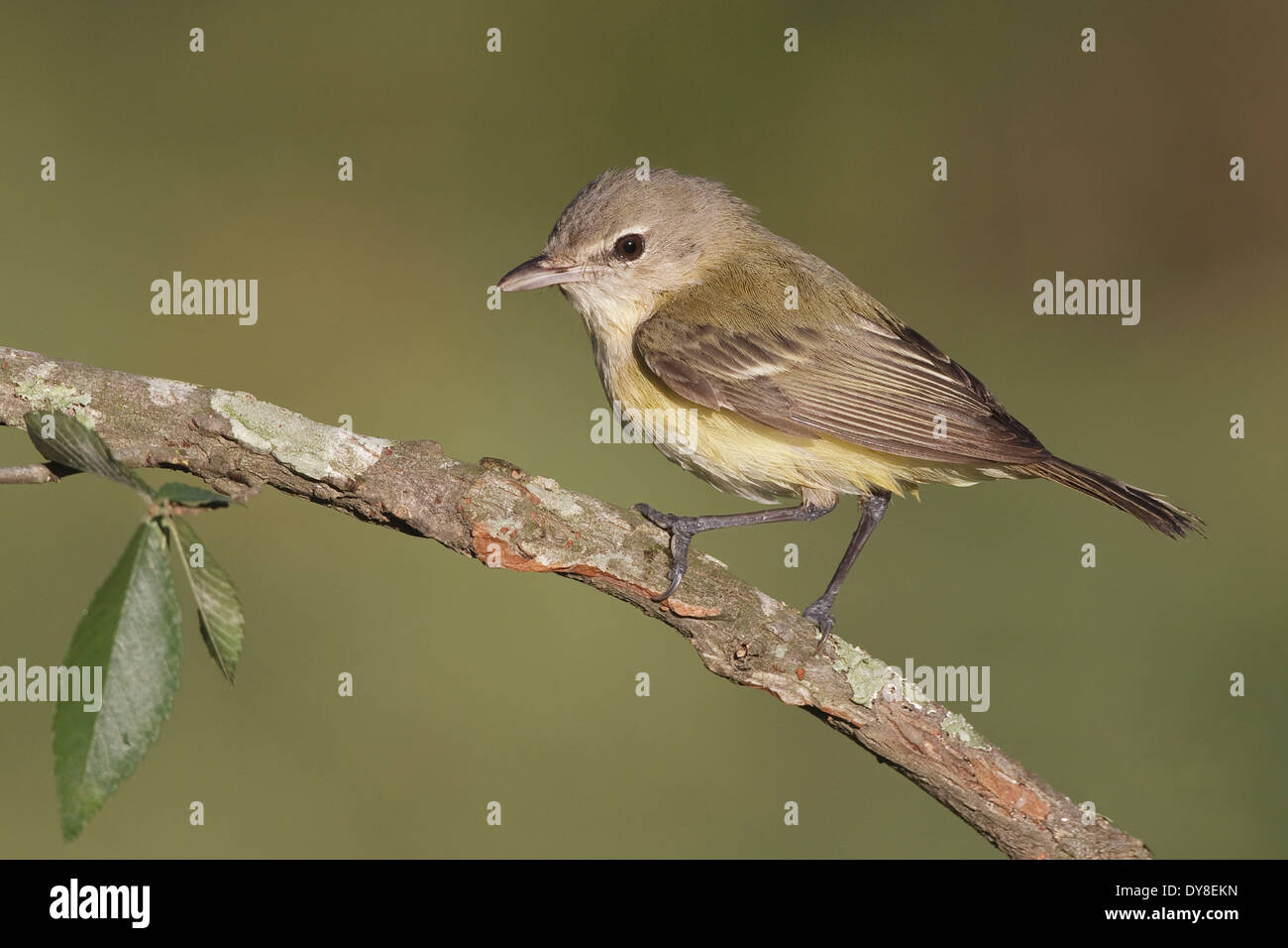 Bells vireos hi-res stock photography and images - Alamy