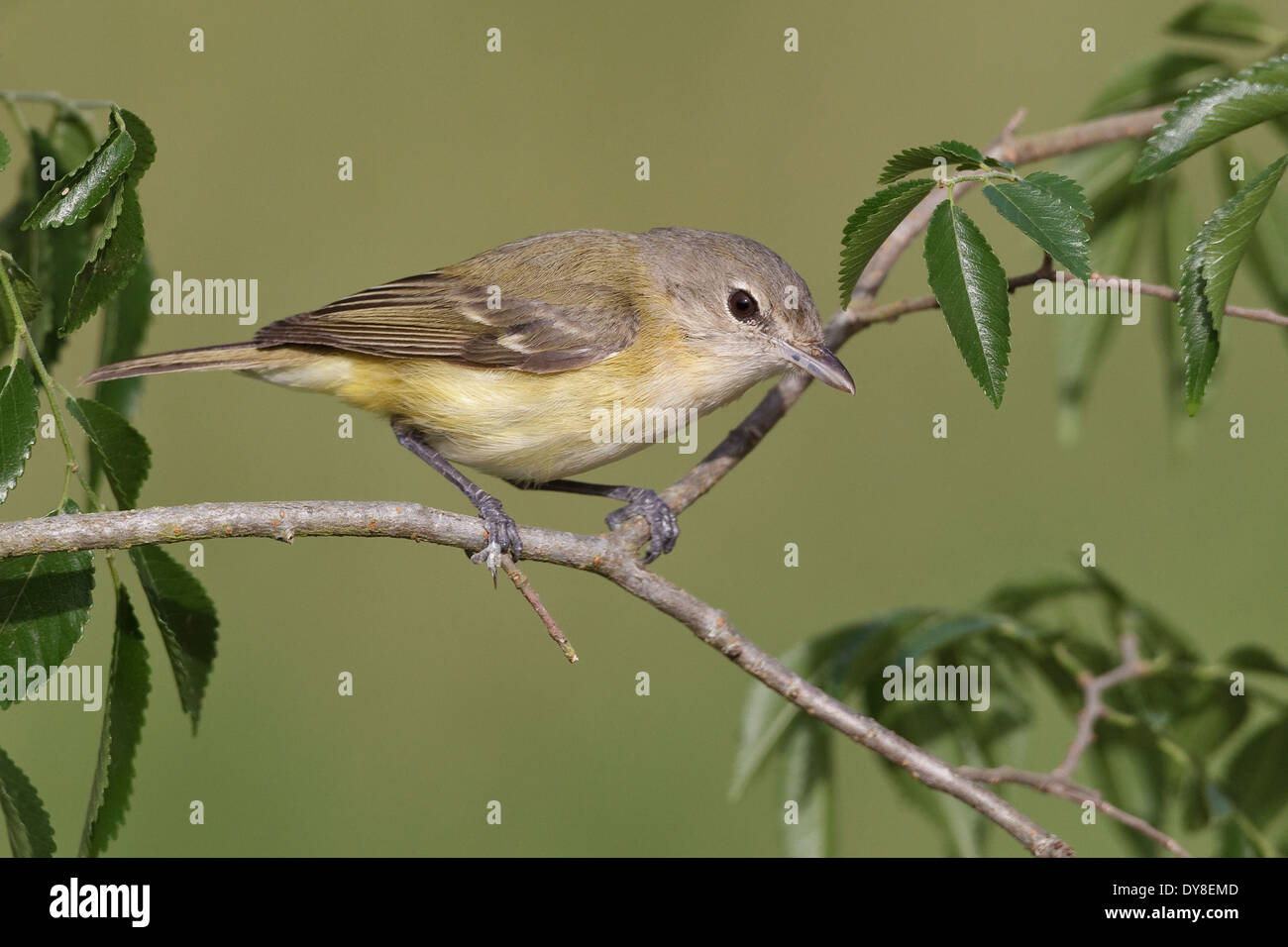 Bells Vireo High Resolution Stock Photography and Images - Alamy