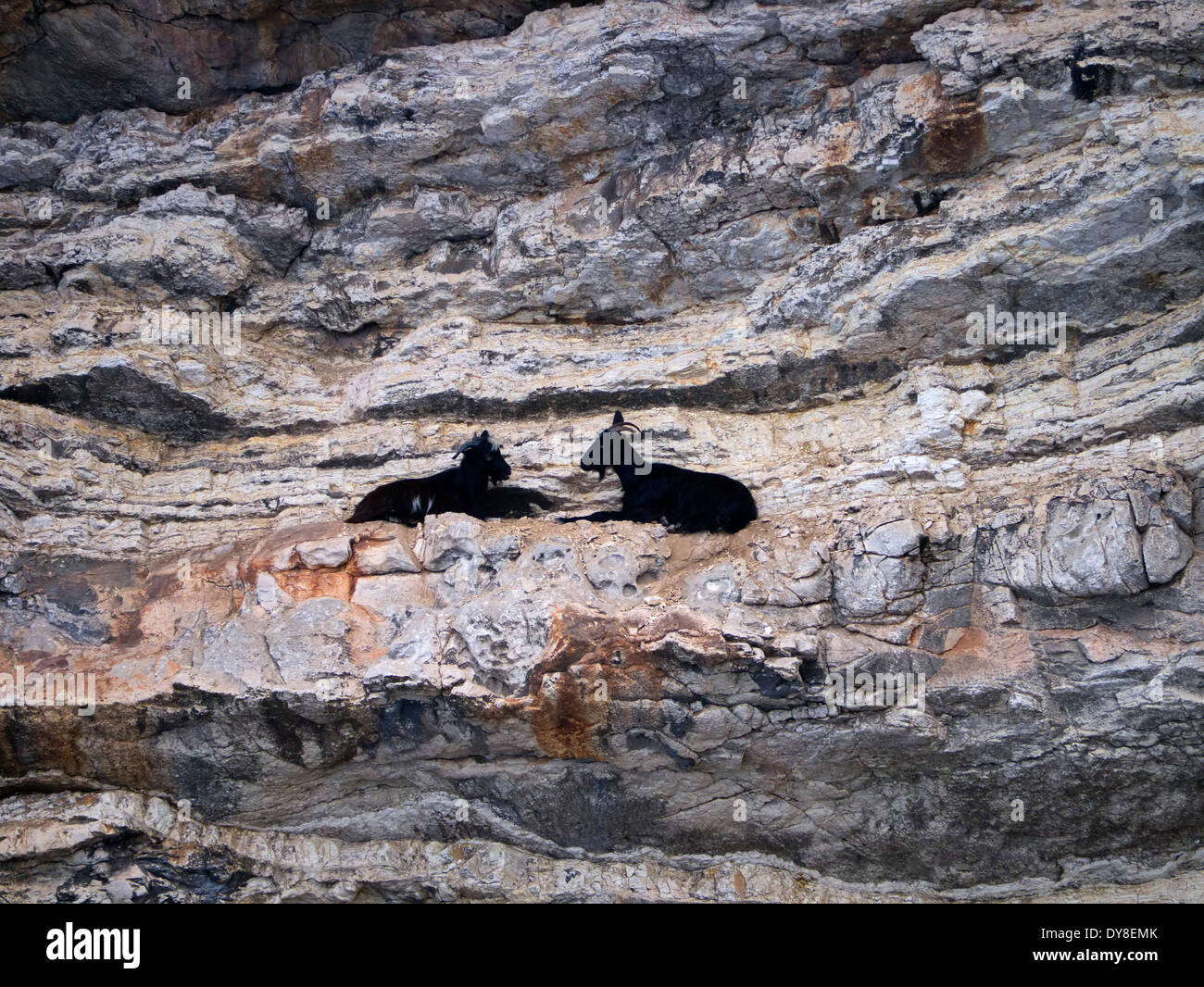Mountain goats climbing the sheer cliff edge on Captain Vangelis trip ...