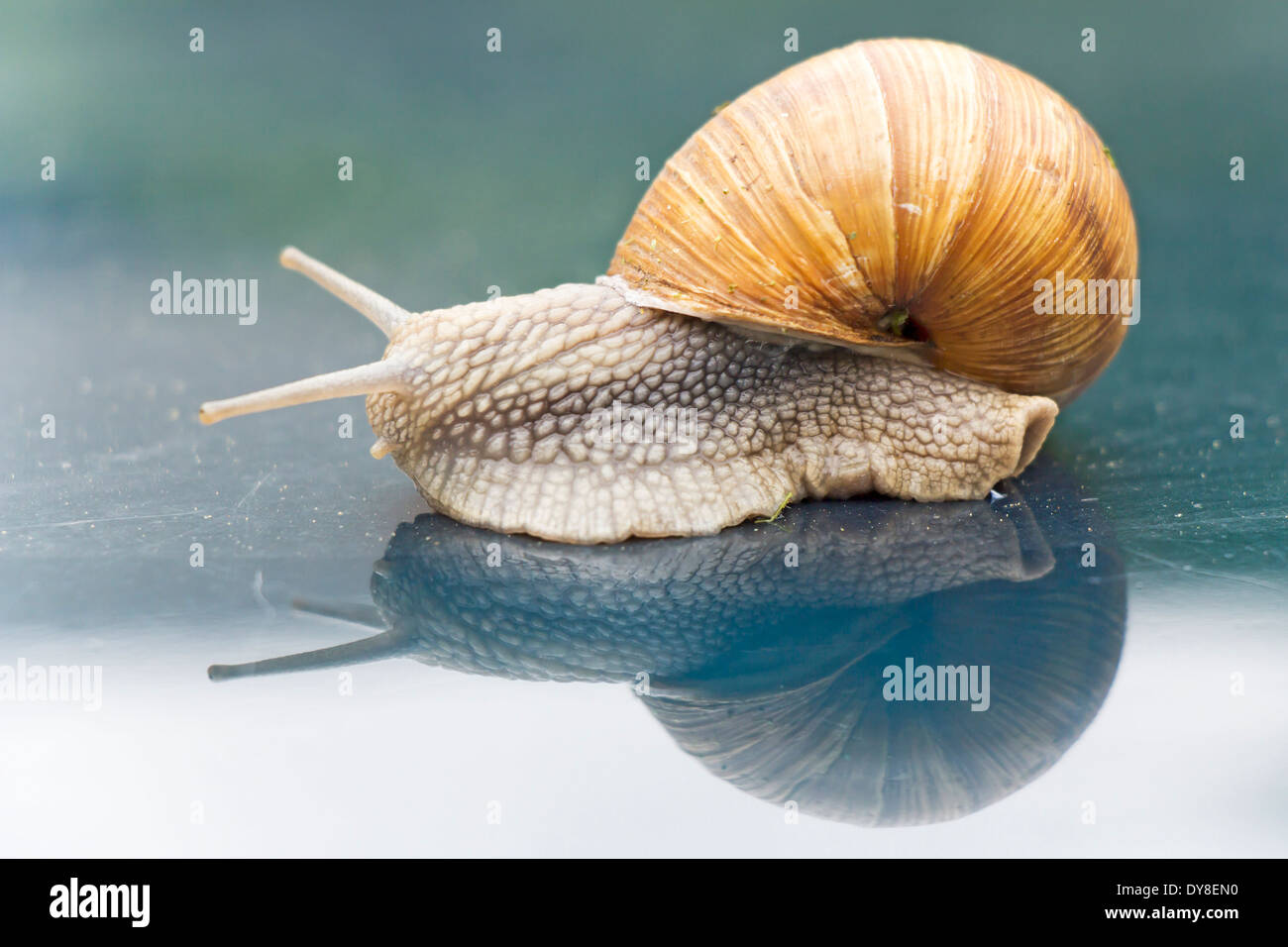 Green snail hi-res stock photography and images - Alamy
