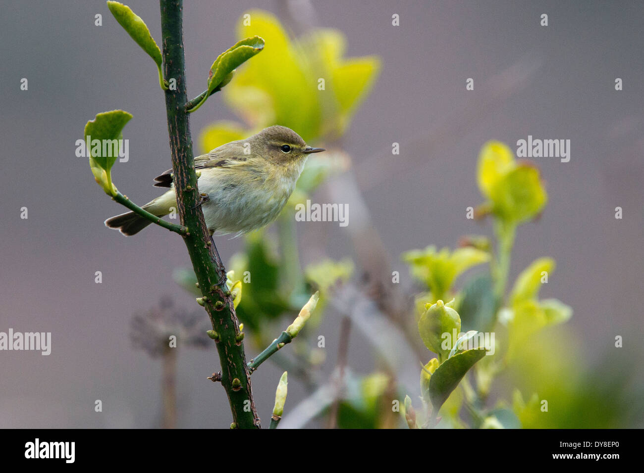A perched Chiffchaff warbler at the RSPB Marazion Marsh nature reserve ...
