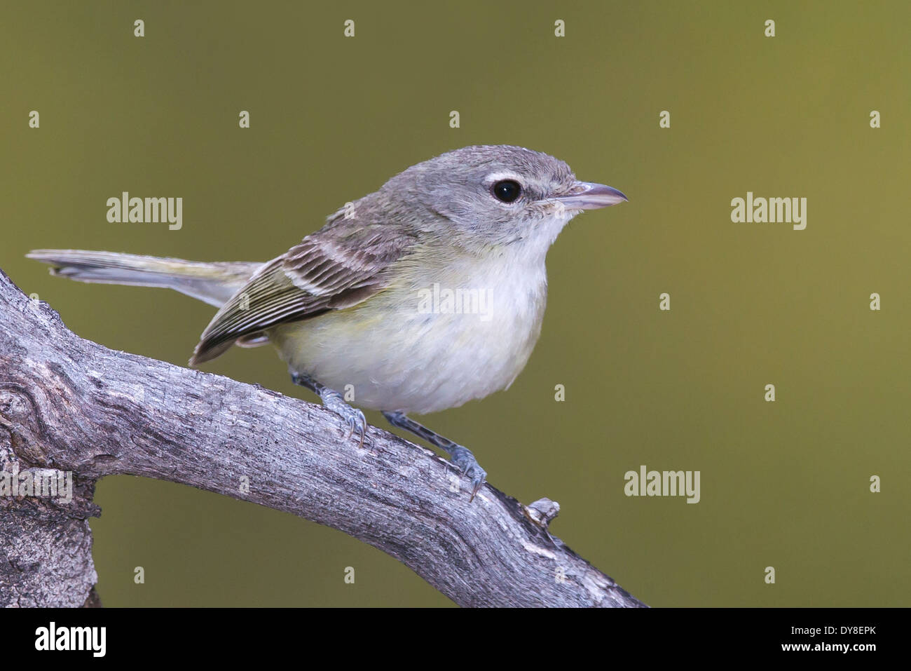 Bells vireo vireo bellii perched hi-res stock photography and images ...