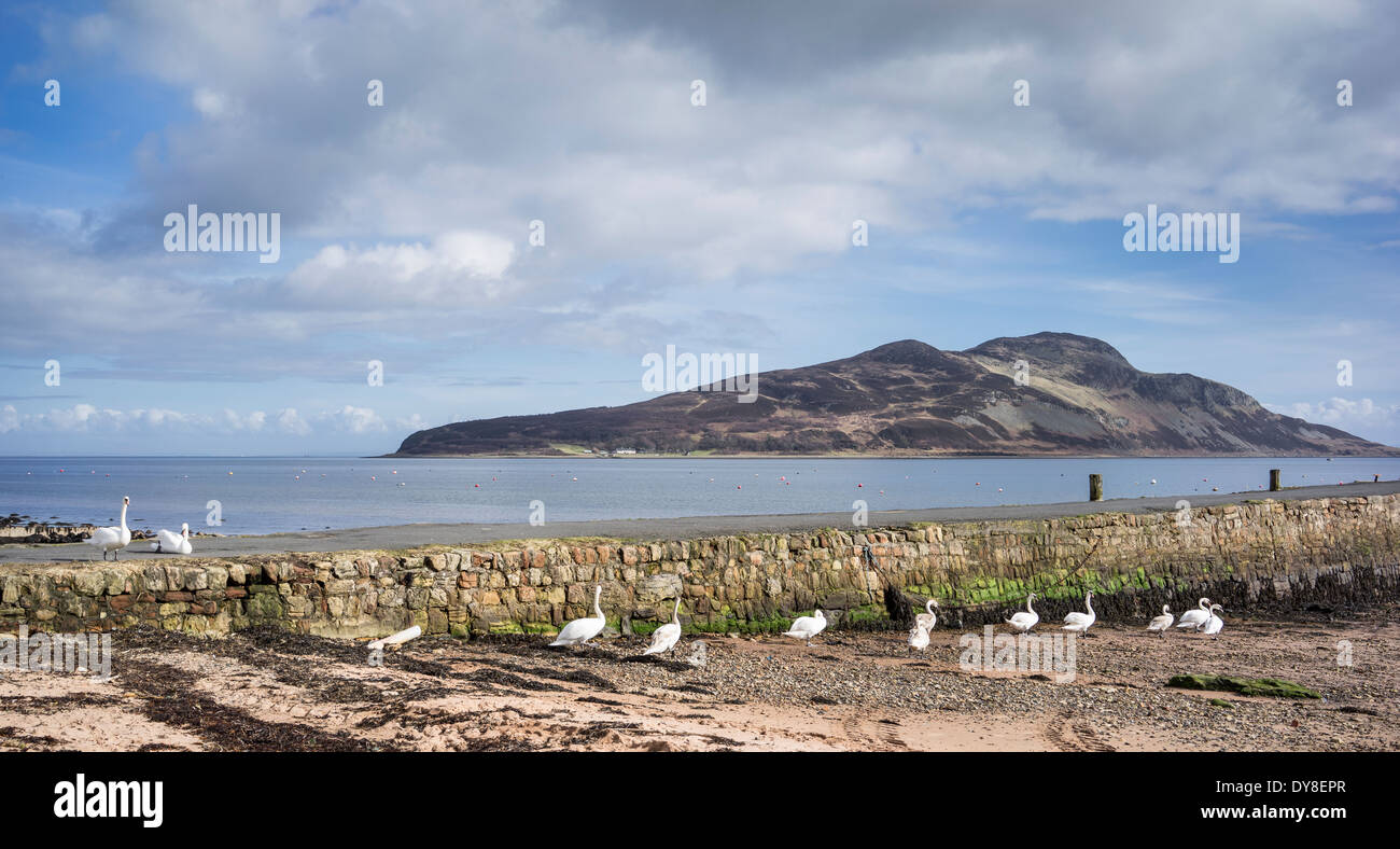 Swans & Holy Isle from Lamlash on the Isle of Arran in Scotland Stock ...