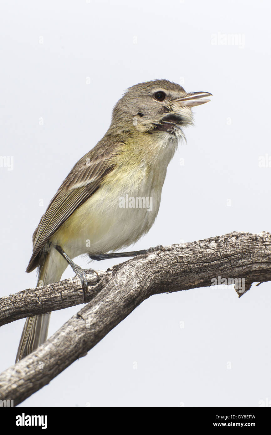 Bell's Vireo - Vireo bellii Stock Photo - Alamy