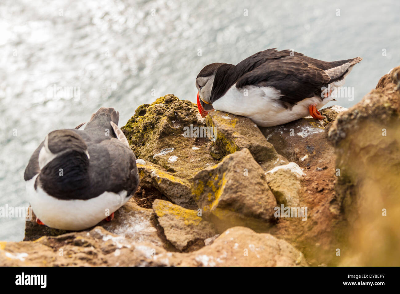 Two puffins bird on Latrabjarg cliffs - Iceland Stock Photo - Alamy