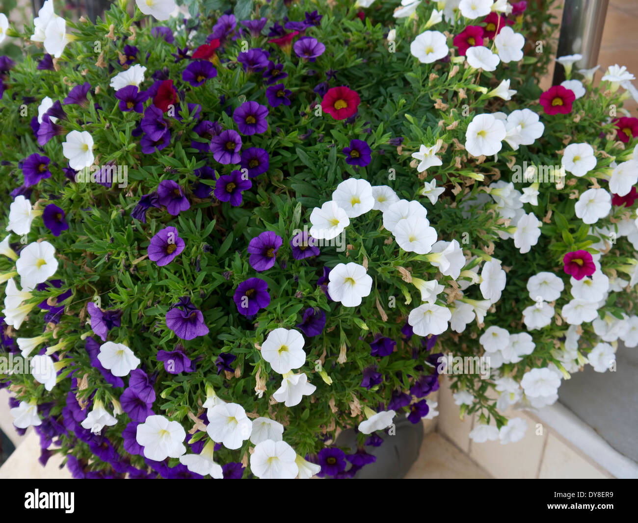 Petunia Display High Resolution Stock Photography and Images - Alamy