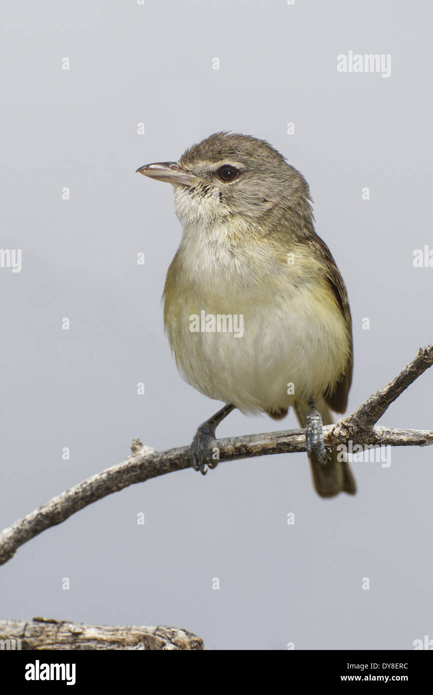 Bell's Vireo - Vireo bellii Stock Photo - Alamy