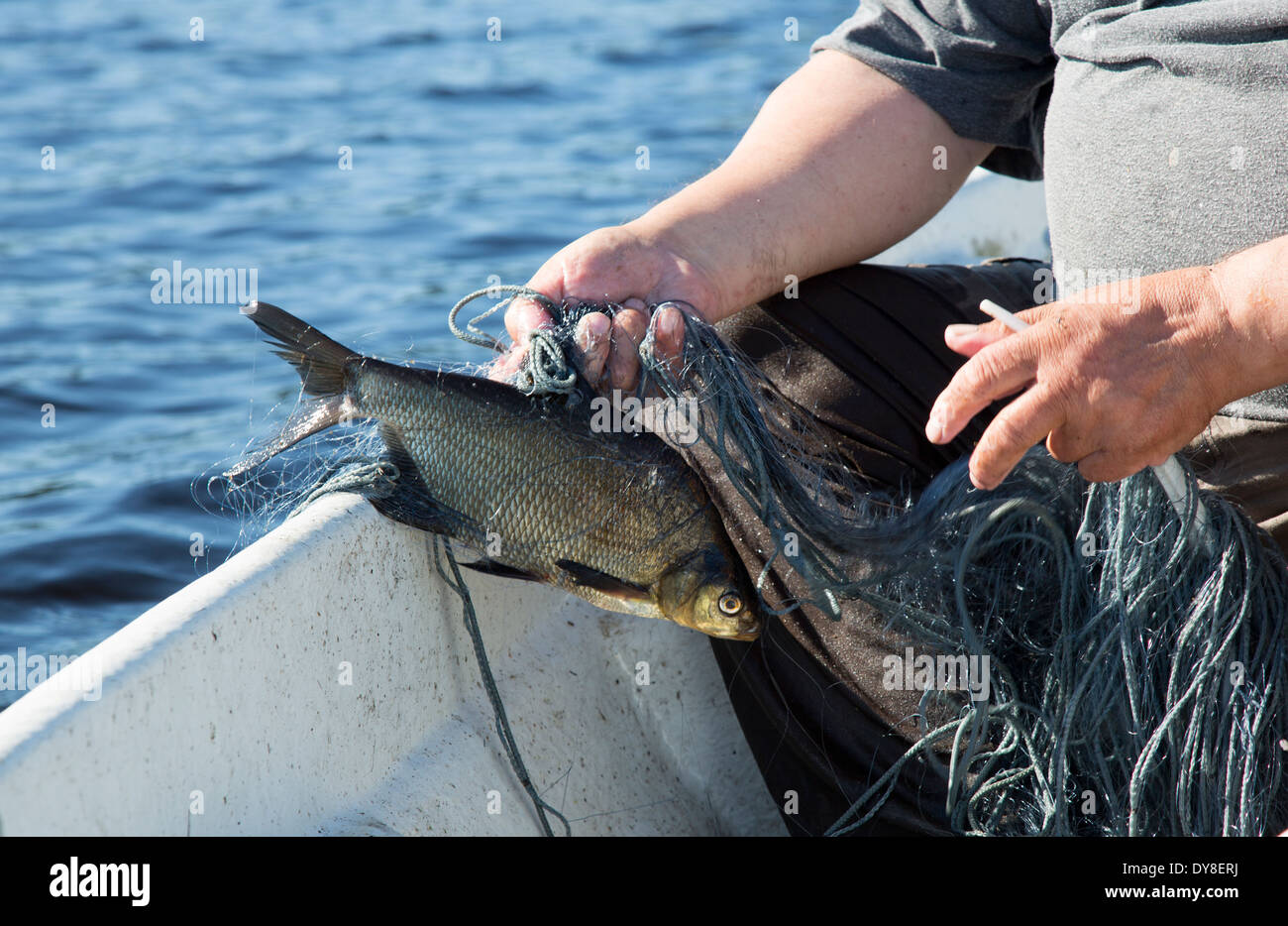 Fresh common bream abramis brama hi-res stock photography and images ...