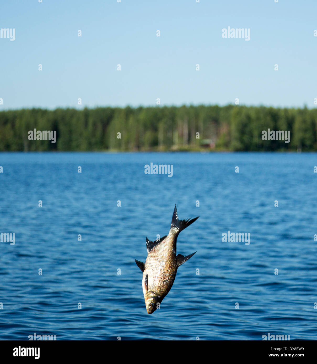 Common bream hi-res stock photography and images - Alamy